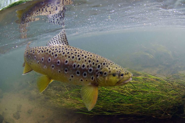 Locations - We Fly Fish